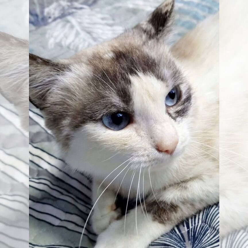 Взрослая, Девочка кошка в добрые руки