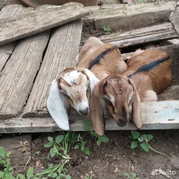 Нубийские козлята
