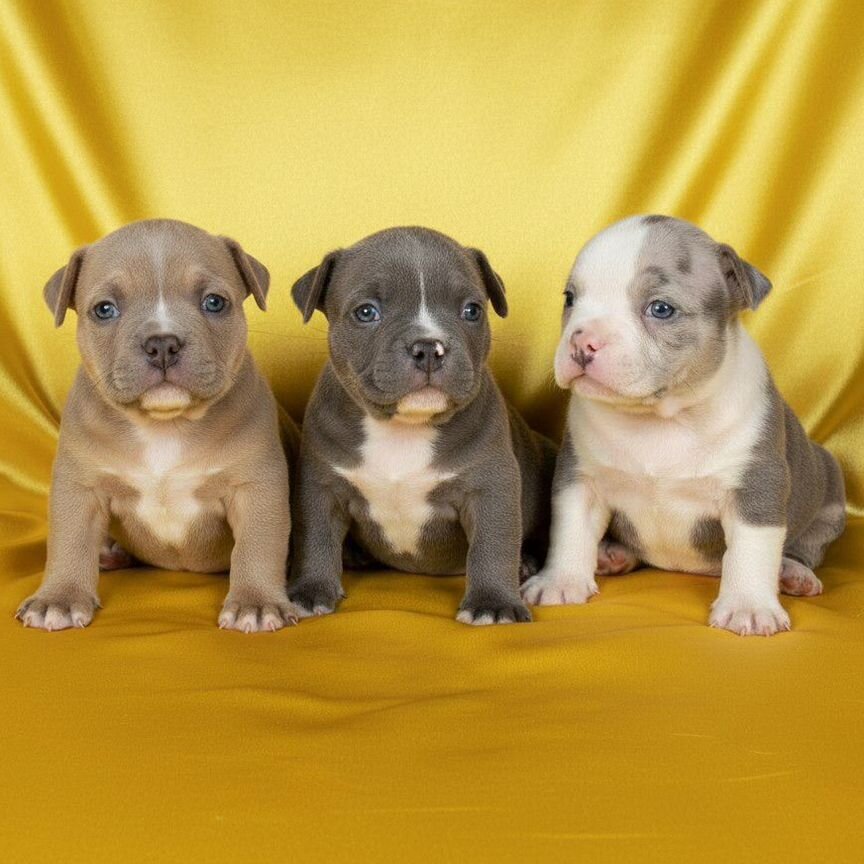 Американский булли, щенок