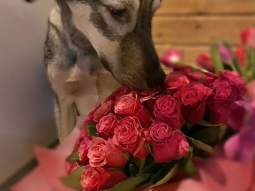 Щенок 7 месяцев