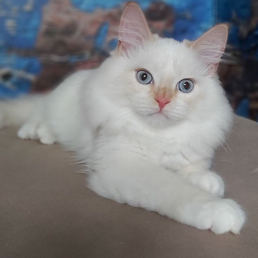 Малыш невак