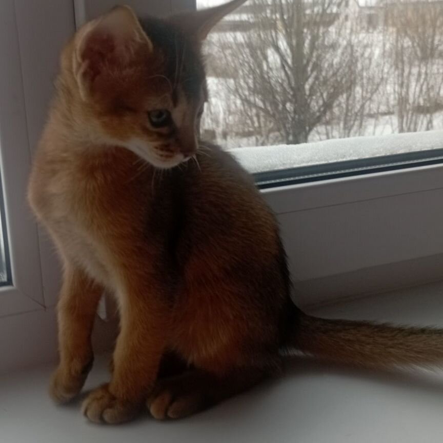 Абиссинский котёнок