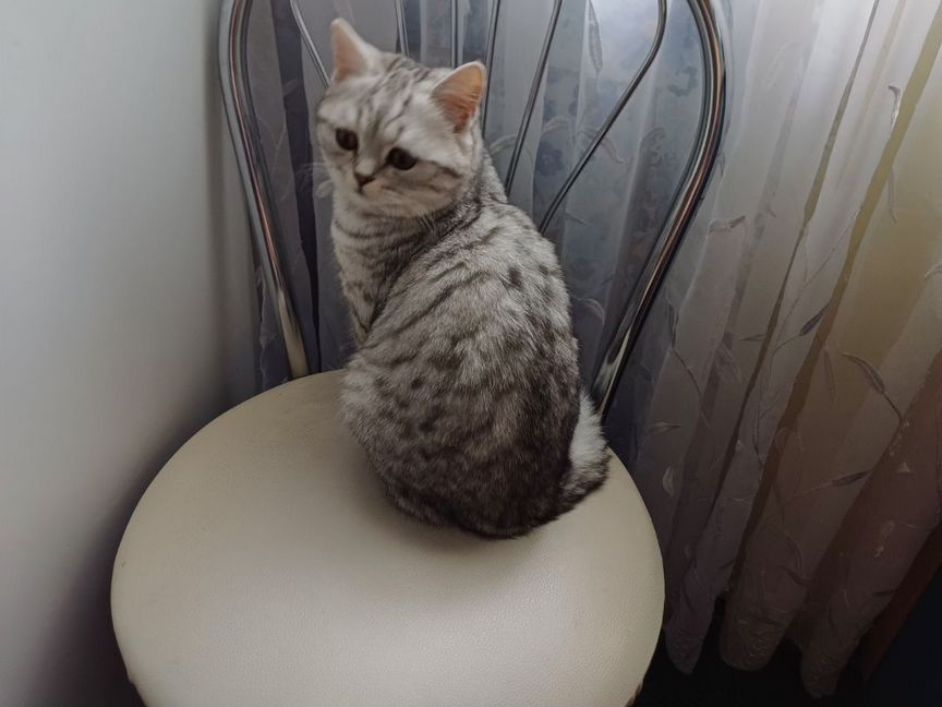 Шотландская прямоухая скотиш страйт