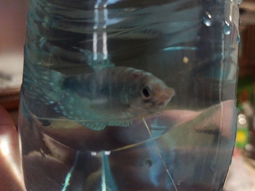 Аквариумные рыбки отдам бесплатно