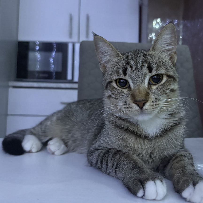 Котёнок в добрые руки