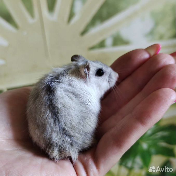 Джунгарские хомячки бесплатно в добрые руки