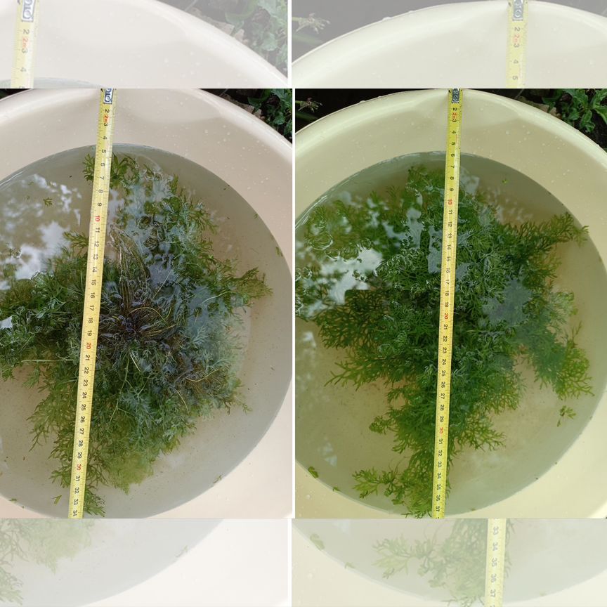 Индийский папоротник