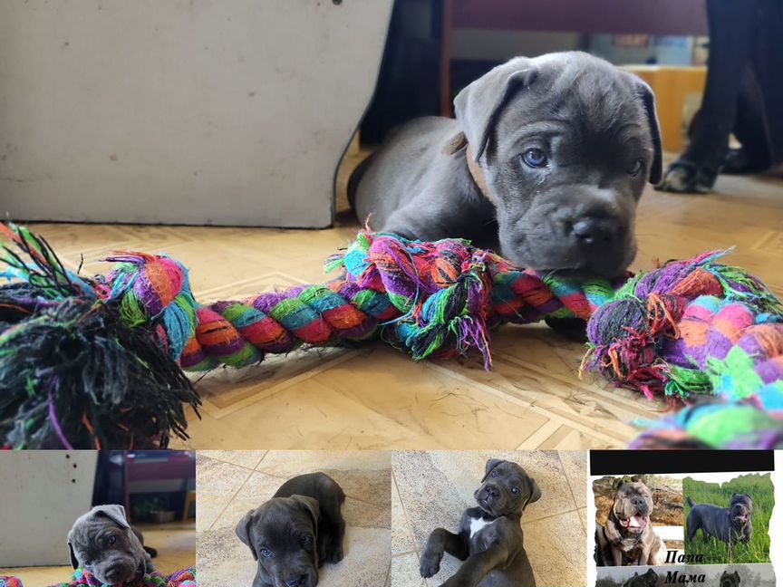 Щенки кане корсо