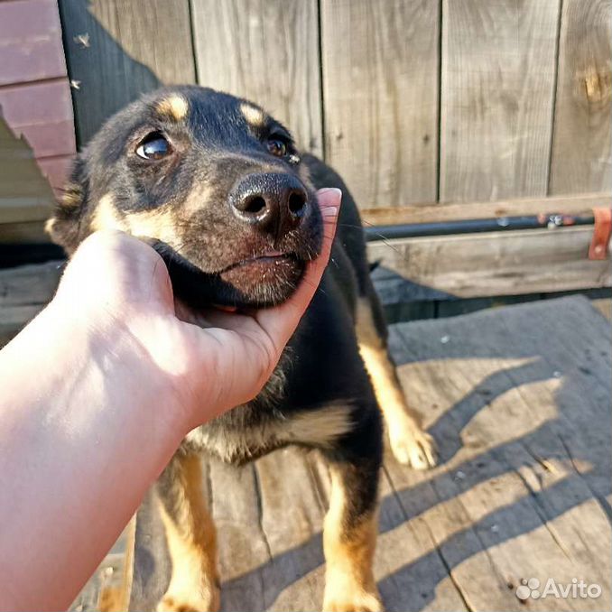 Малышка с улицы ищет дом, 3,5 месяца