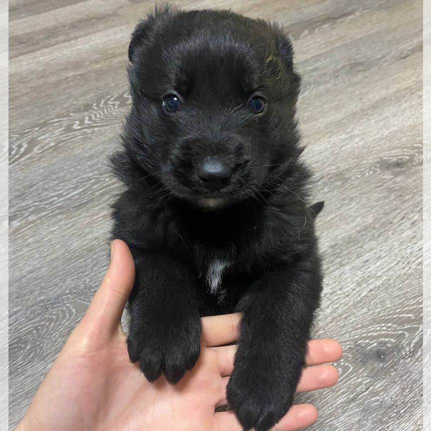 Восточноевропейская овчарка, щенок