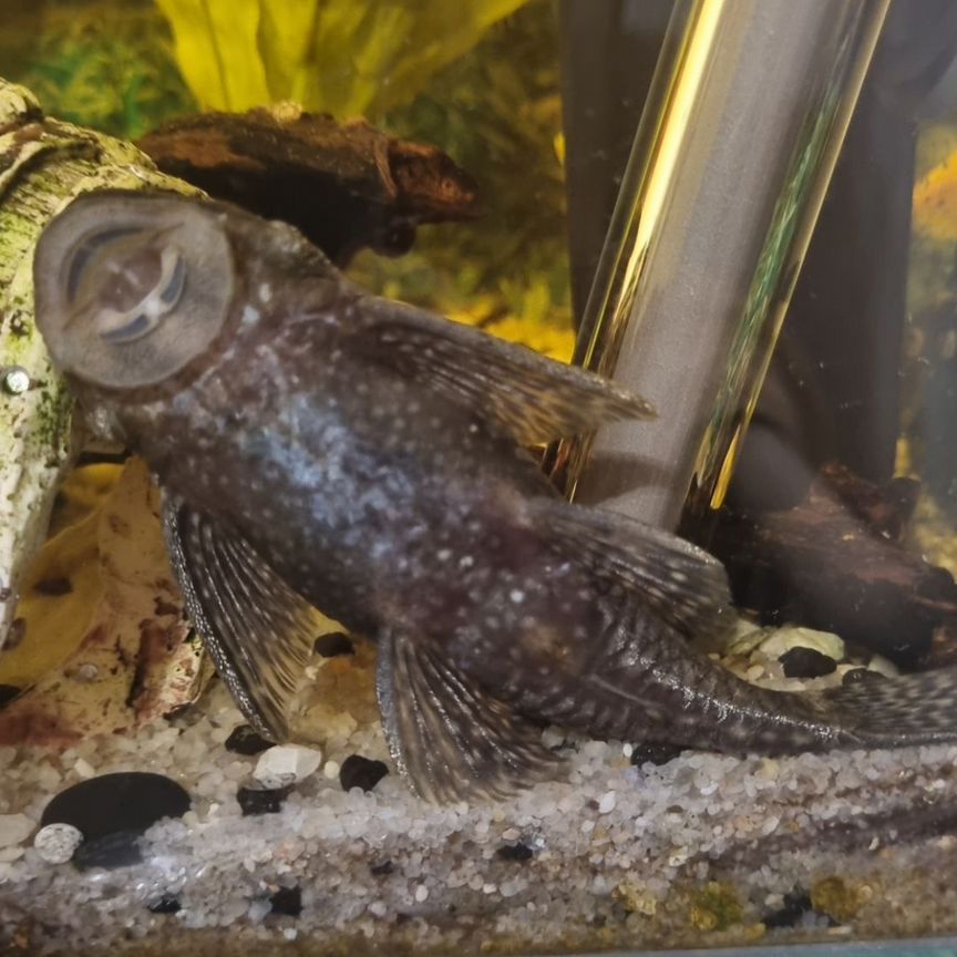 Аквариум с рыбками. Анцитрус и тернеции