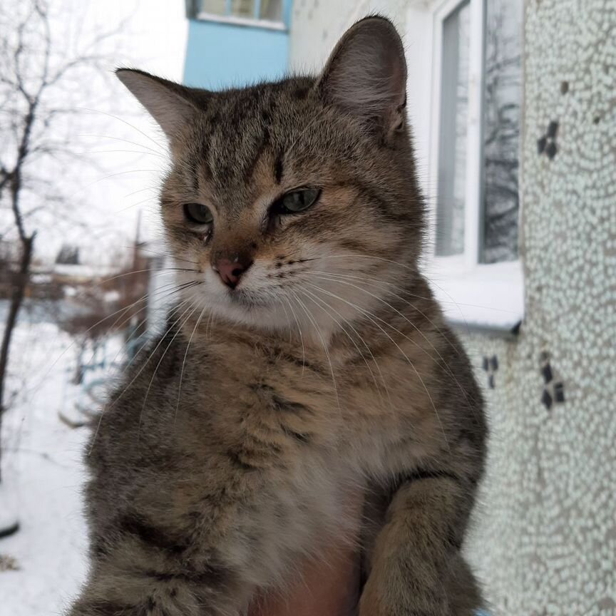 Котёнок в добрые руки