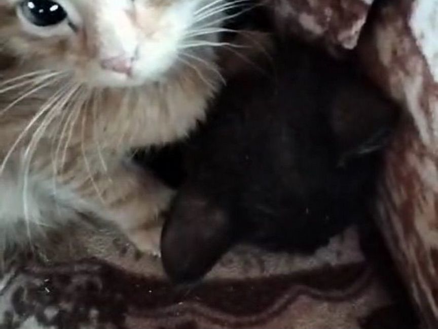 Котята