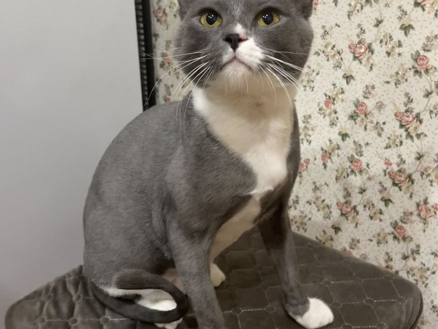 Отдадим в добрые руки нашего красивого котика