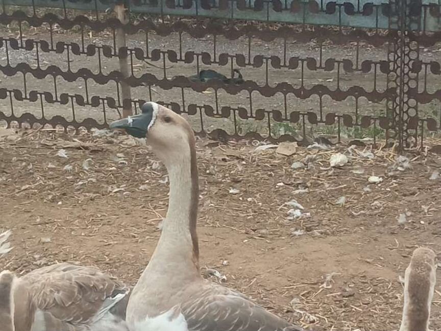 Гусь Кубанский семья 4+1