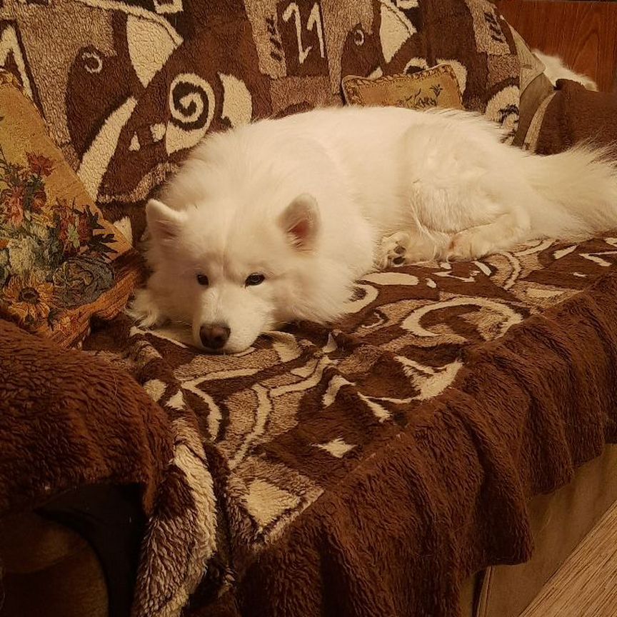 Самоед в добрые руки