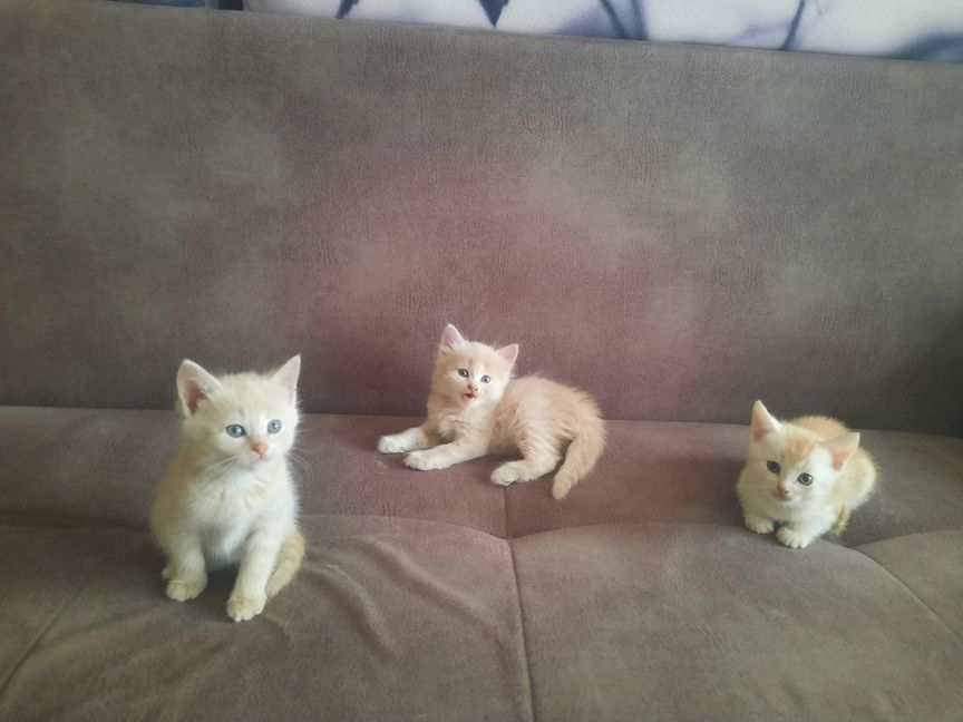 Котята в добрые руки