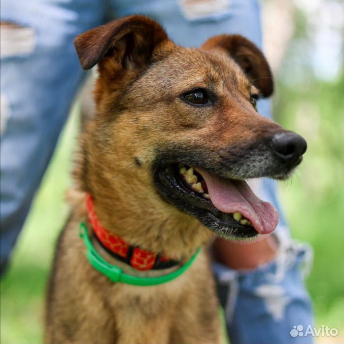 Юла - собака из приюта в семью