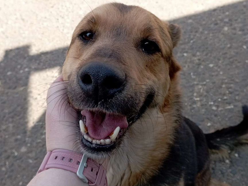 Собачки хотят гулять