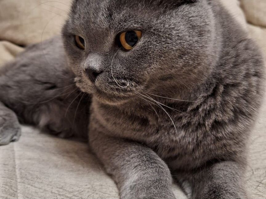 Шотландский вислоухий кот бесплатно