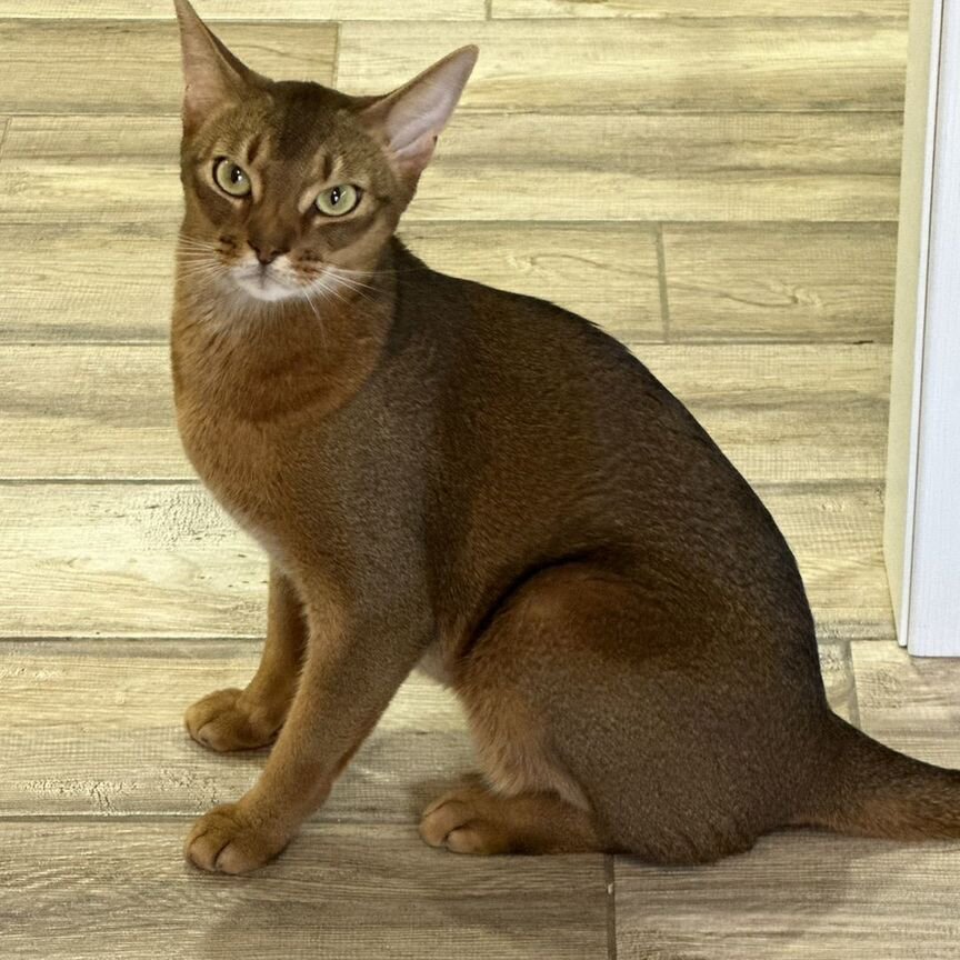 Абиссинский кот