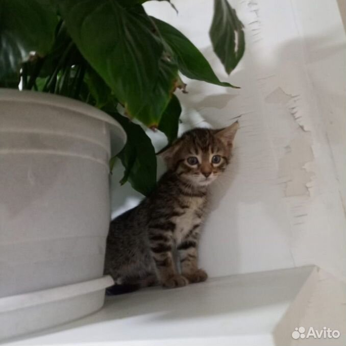 Полубенгальские котята