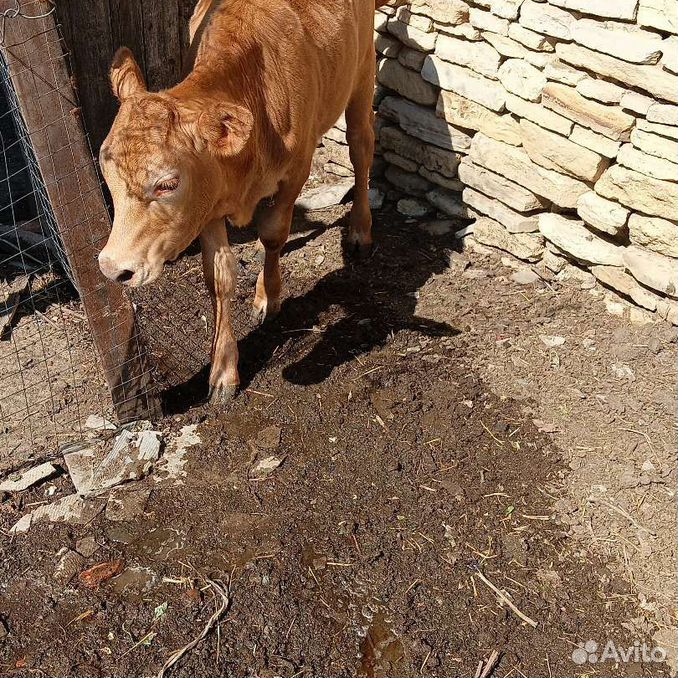 Телка 6 месяцев