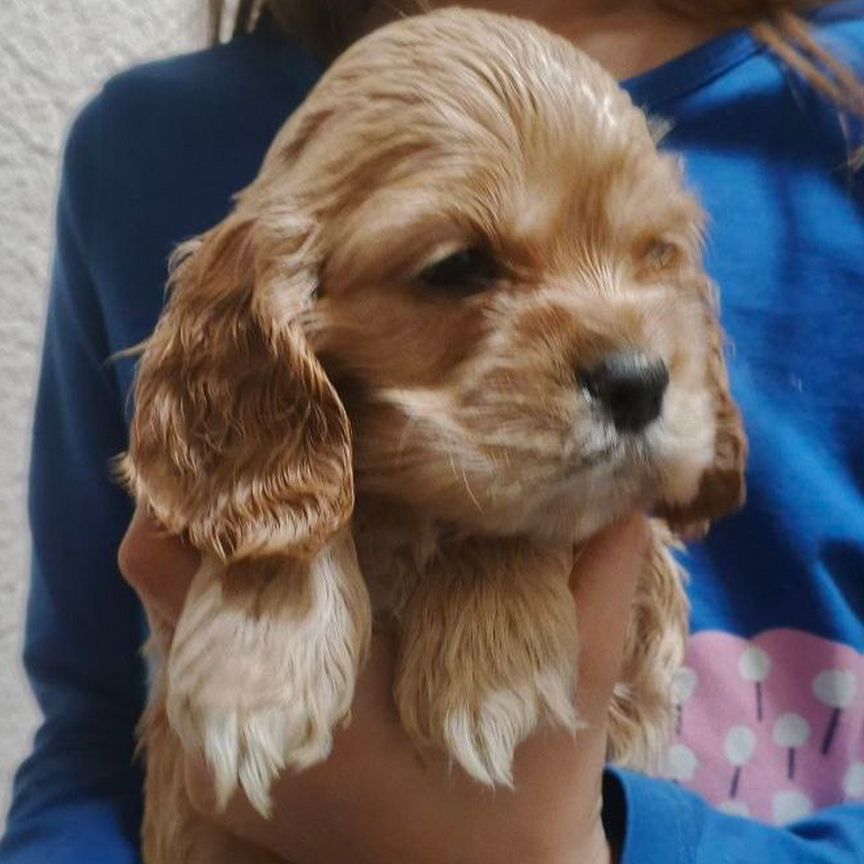 Американский кокер-спаниель, щенок