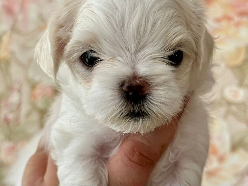 Мальтезе Корея