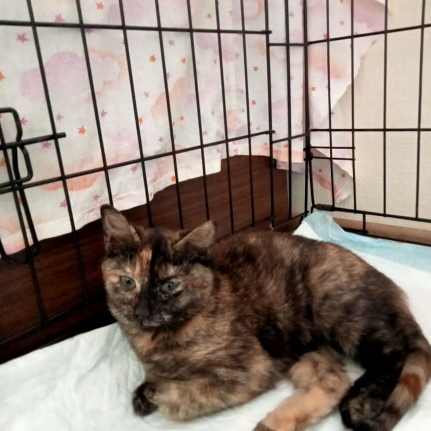 Котята