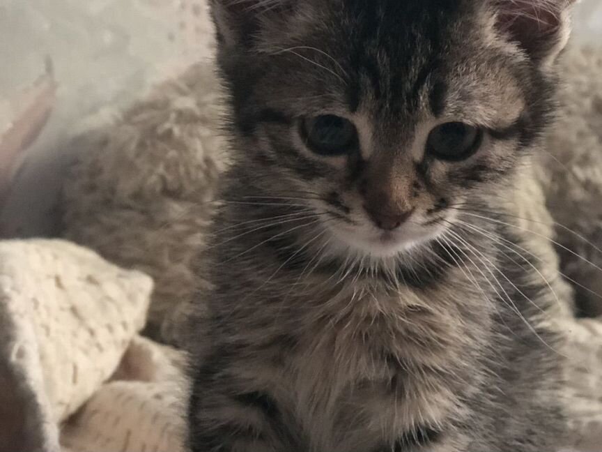 Котенок ищет дом