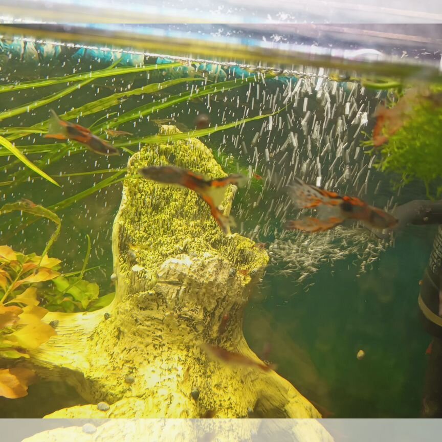 Гуппи Эндлера Венесуэлла