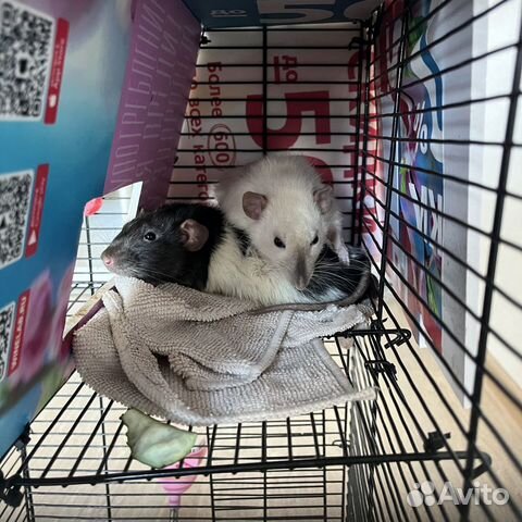 Крыса с клеткой бесплатно