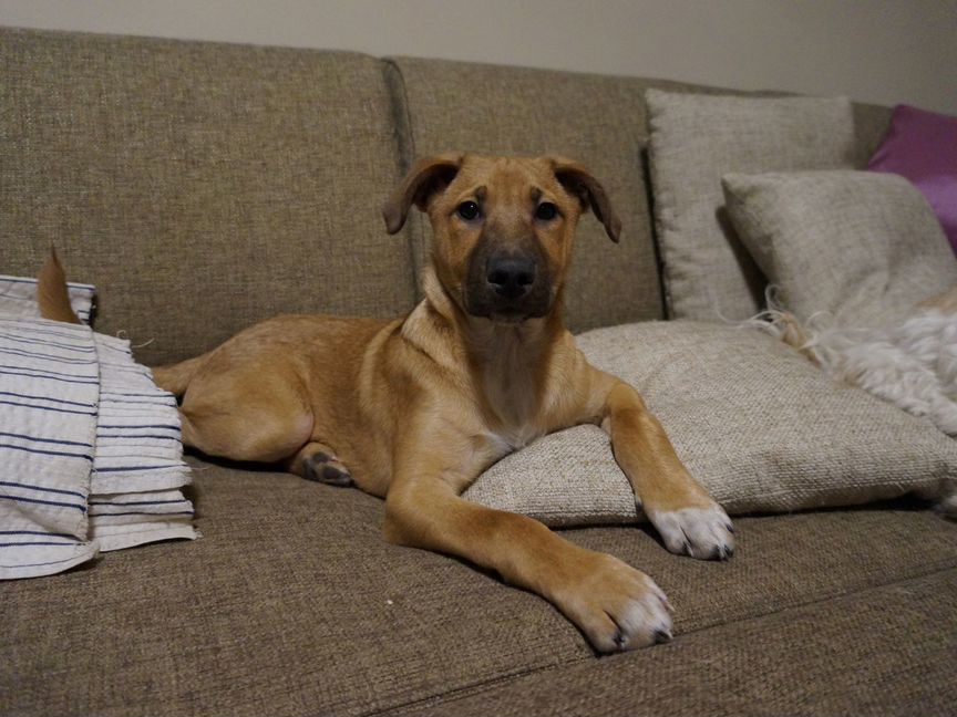 Рыжий щенок