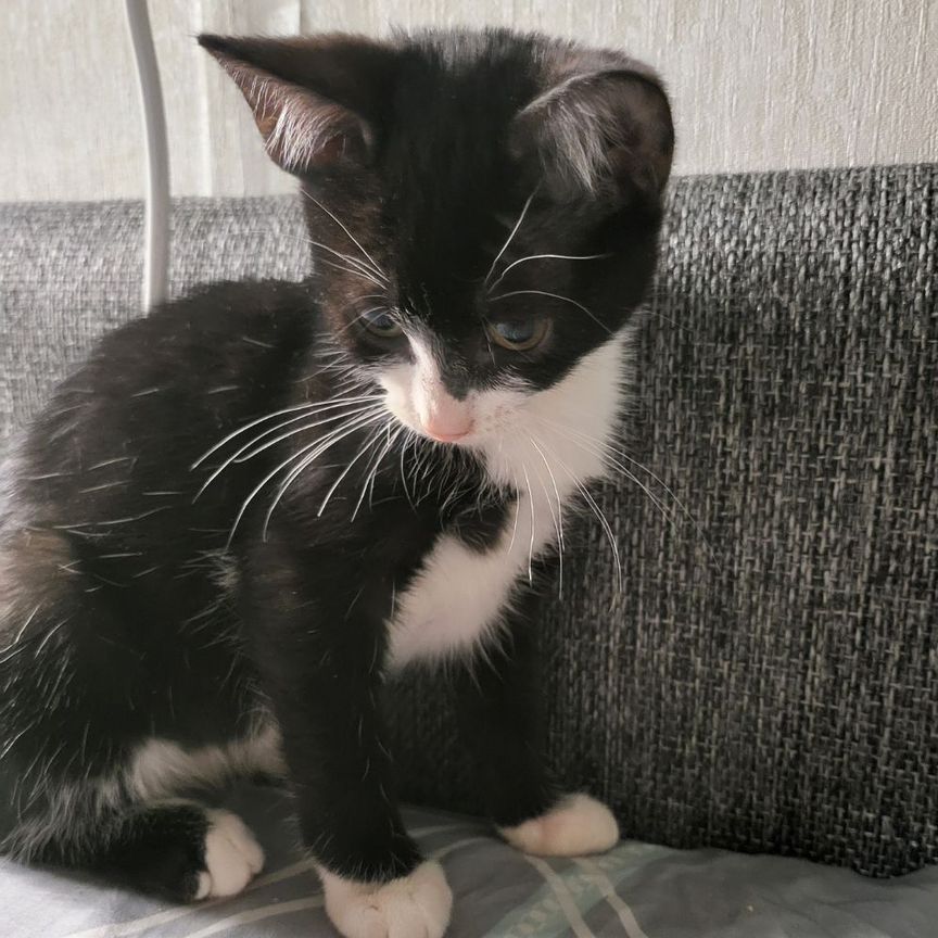 Котёнок в добрые руки