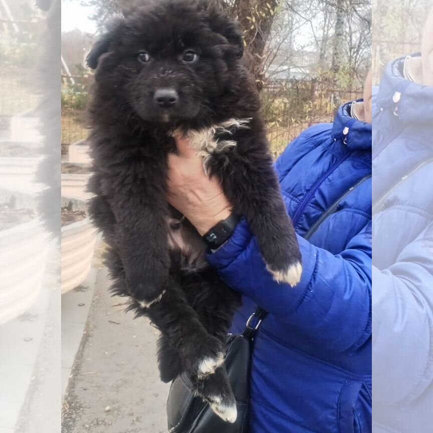 Щенок в добрые руки