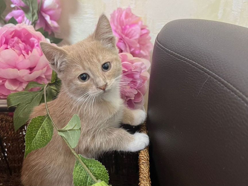 Кошка