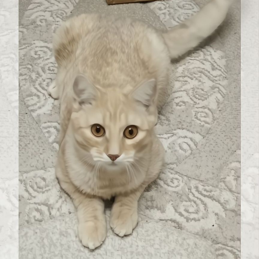 Котёнок в добрые руки