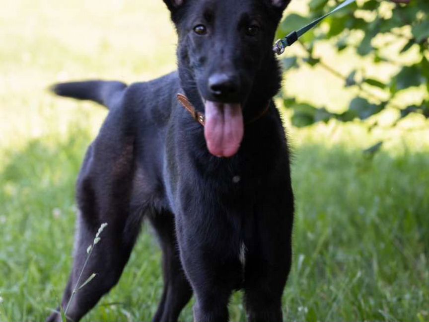 Бельгийская овчарка черного окраса.метис