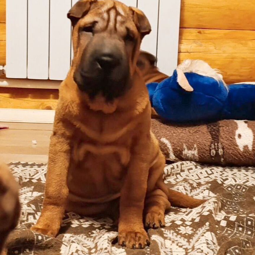 Шарпей щенки
