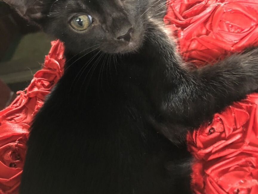 Бенгалёнок-Пантерёнок В добрые руки