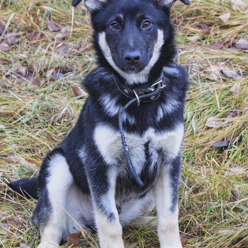 Щенок Бруно 4 мес, кастрирован, красив, умен