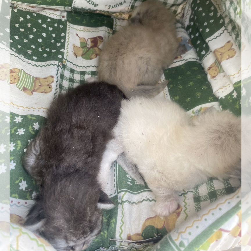 Сиамский котёнок