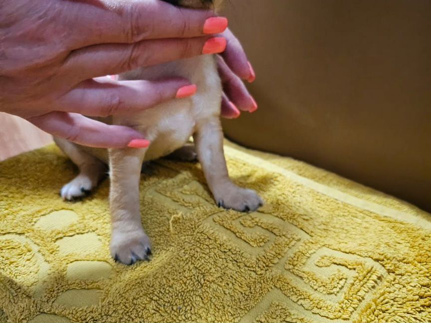 Щенки чихуахуа