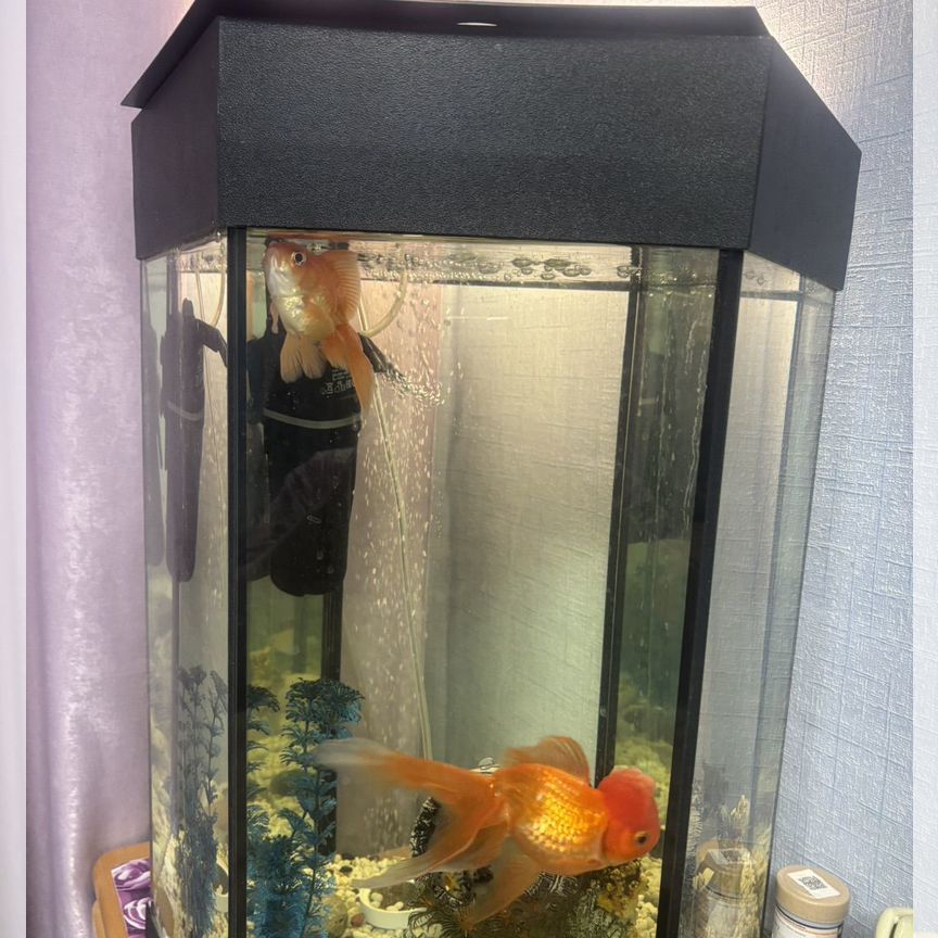 Аквариум 5 литров с золотыми рыбками и сомиками