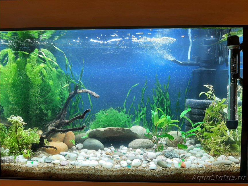 Аквариум на 60 литров
