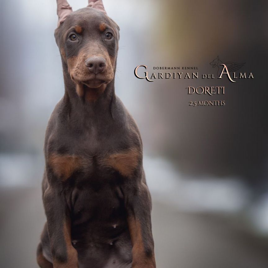 Настоящие элитные щенки добермана с документами