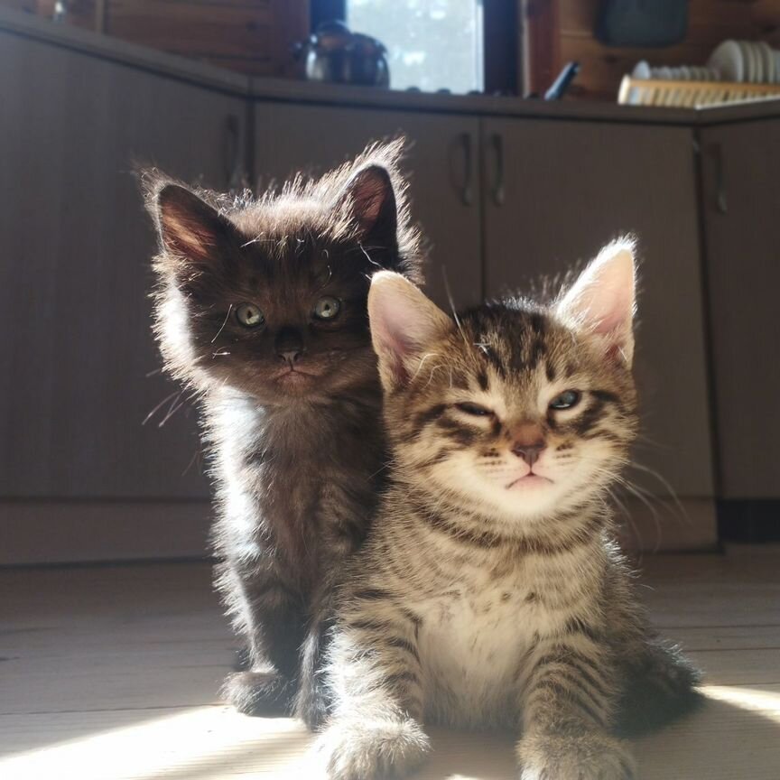 Котята в добрые руки