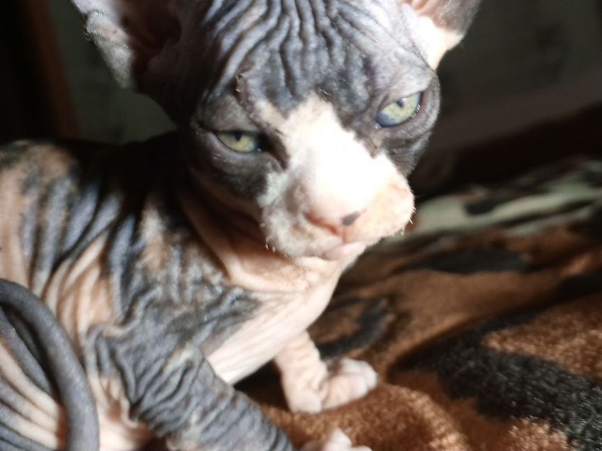 Канадский сфинкс котенок