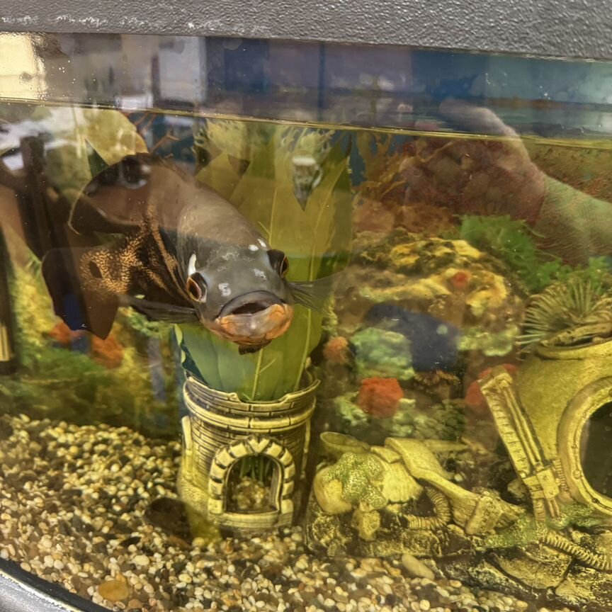 Украшения для аквариума